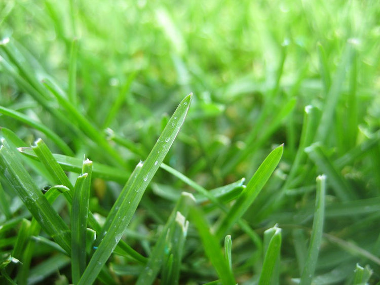 IDENTIFY YOUR GRASS TYPE – Lawn Tips