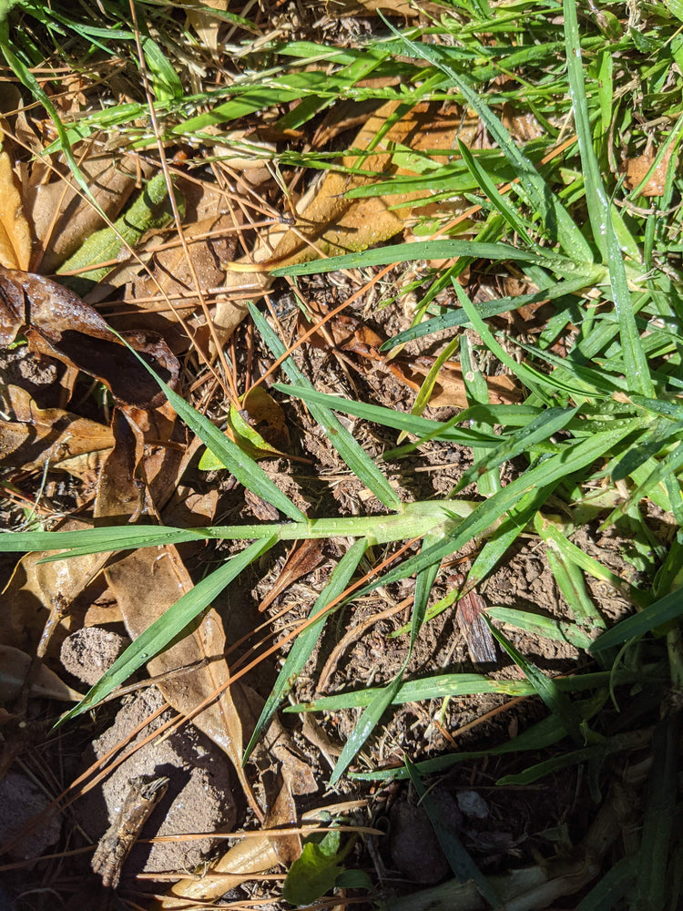 IDENTIFY YOUR GRASS TYPE – Lawn Tips